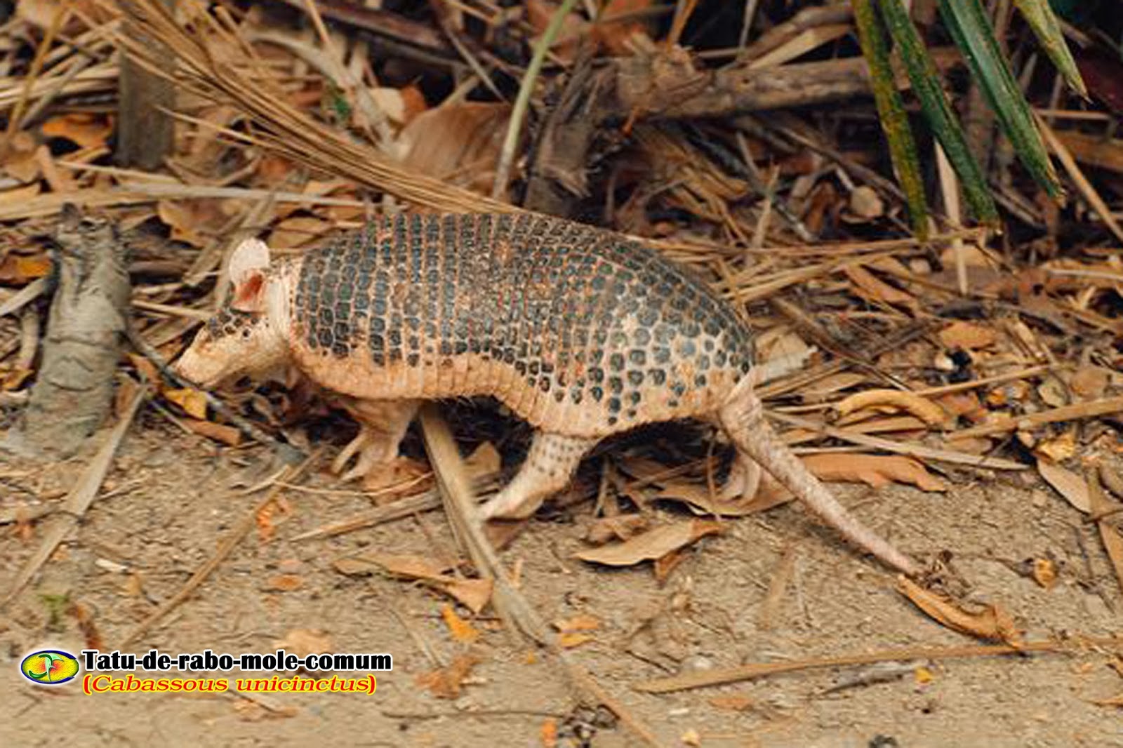 Zoologia: Tatu-de-rabo-mole-comum (Cabassous unicinctus)